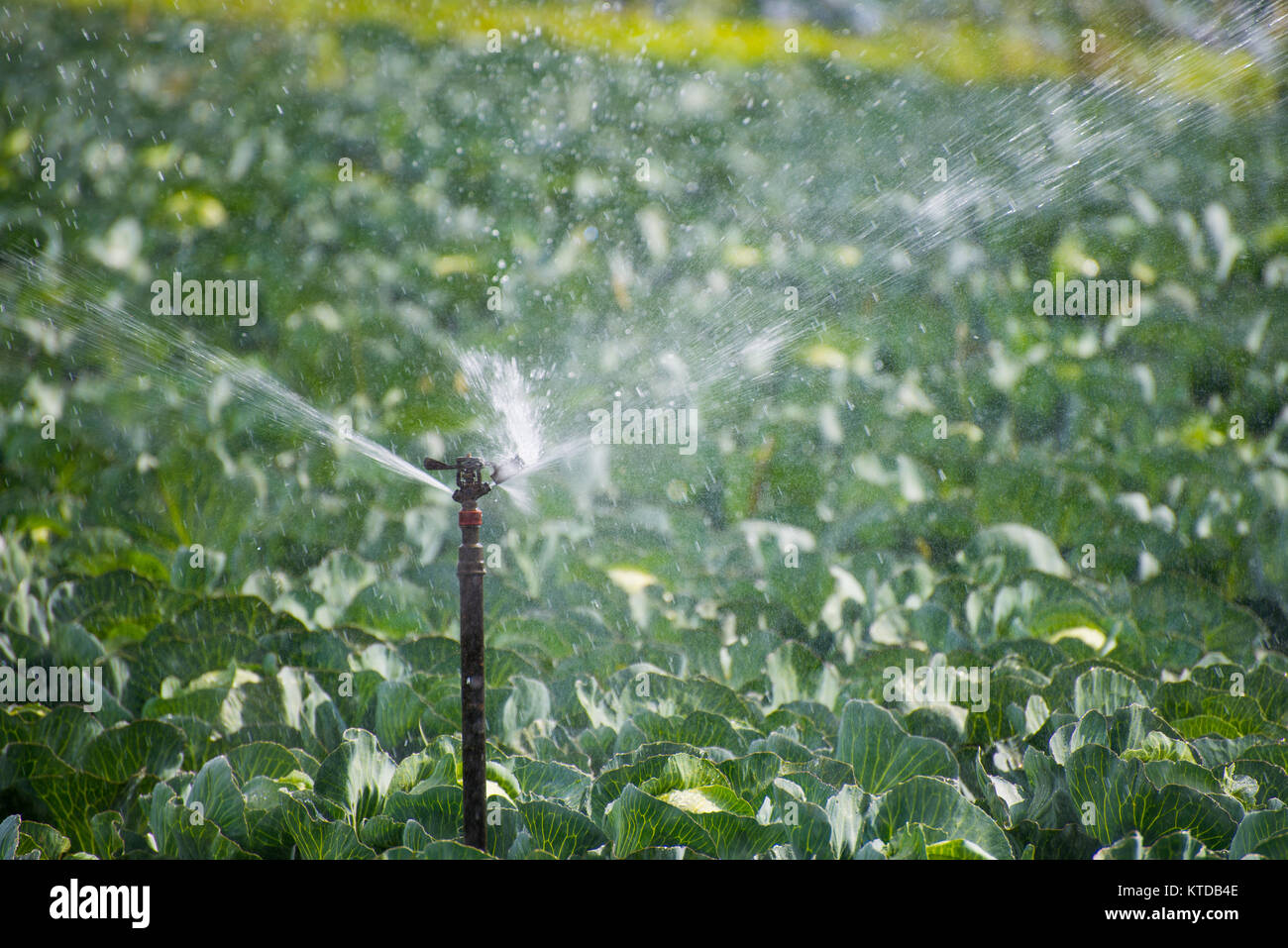 Agricultural irrigation system for watering cabbage field Stock Photo ...