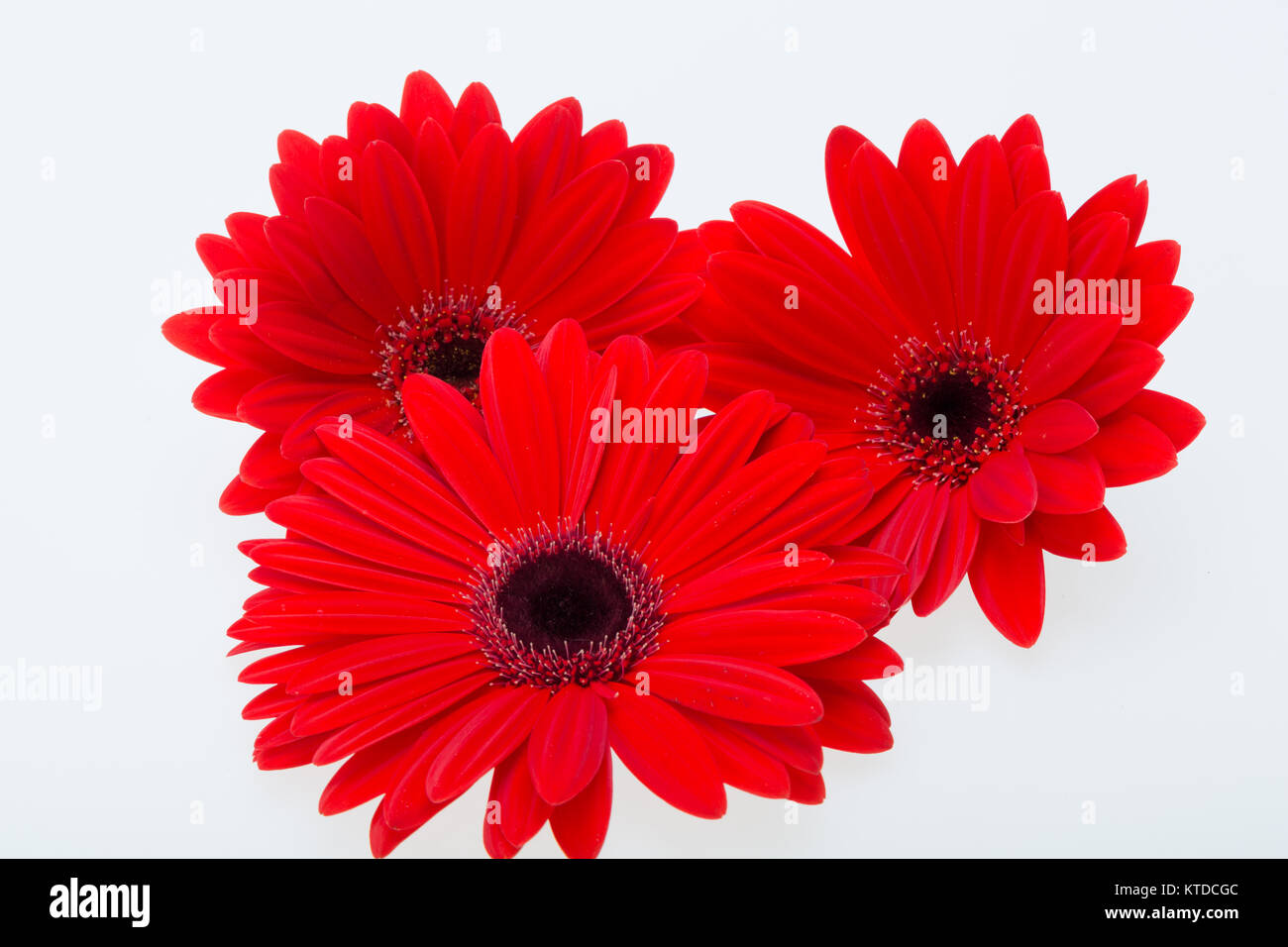 red gerbera daisy flower Stock Photo - Alamy
