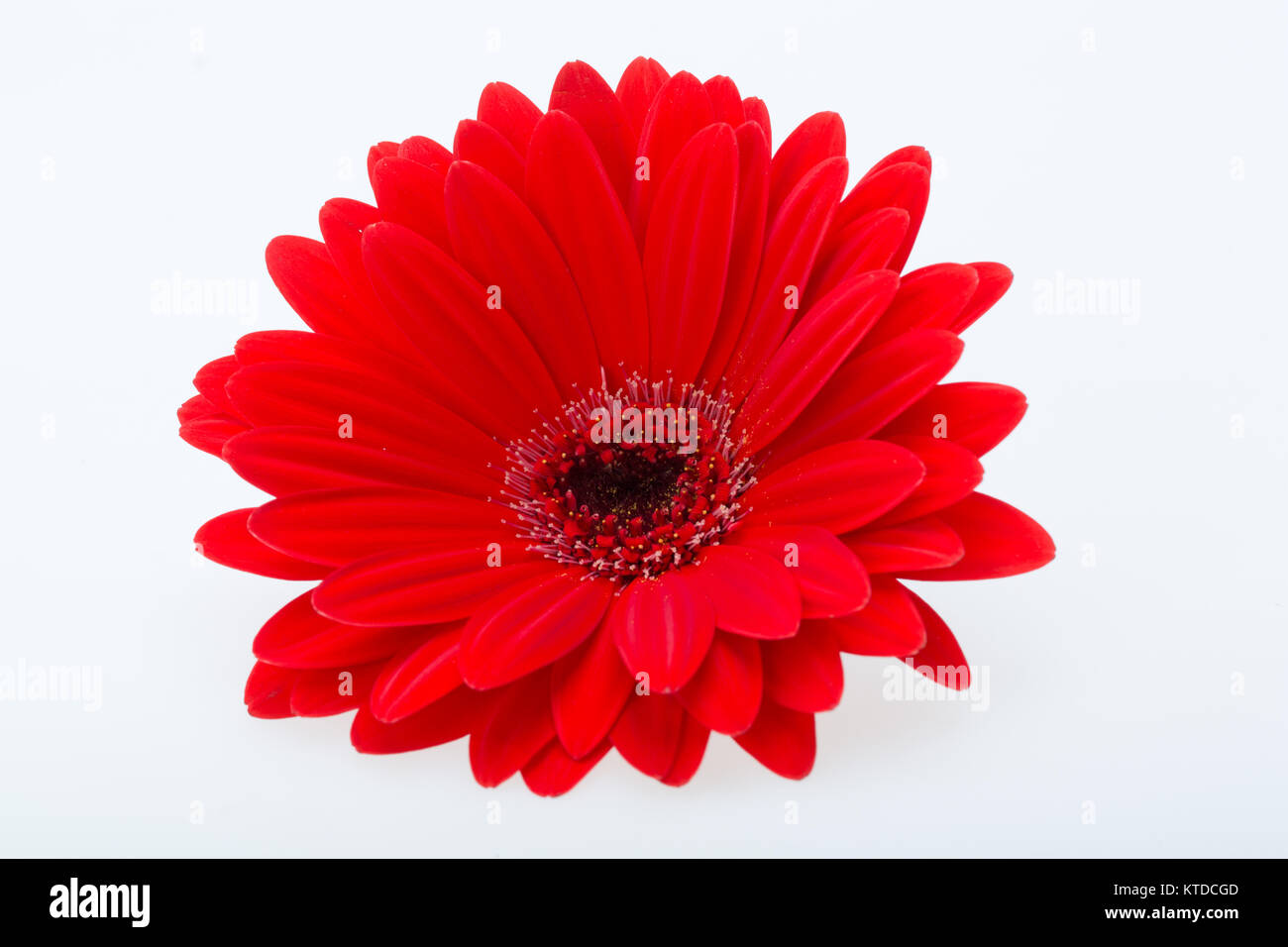 red gerbera daisy flower Stock Photo - Alamy