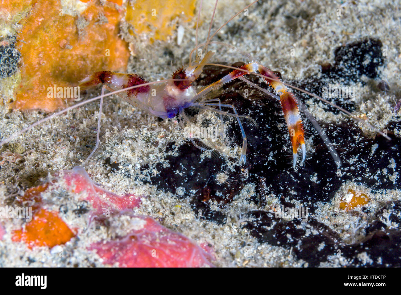 Stenopus hispidus is a shrimp-like decapod crustacean belonging to the ...
