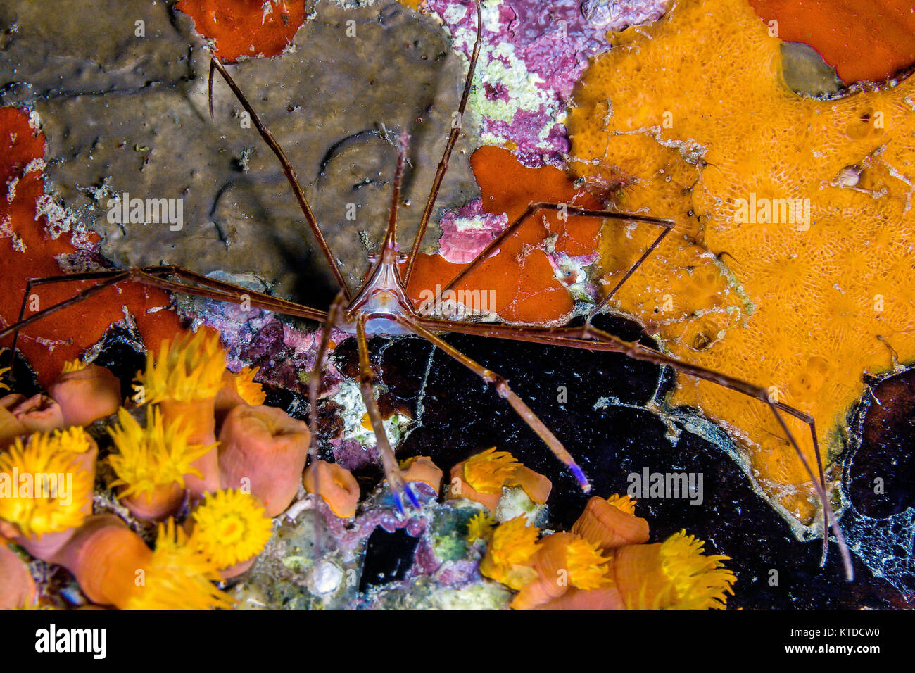 Arrow crab species hi-res stock photography and images - Alamy