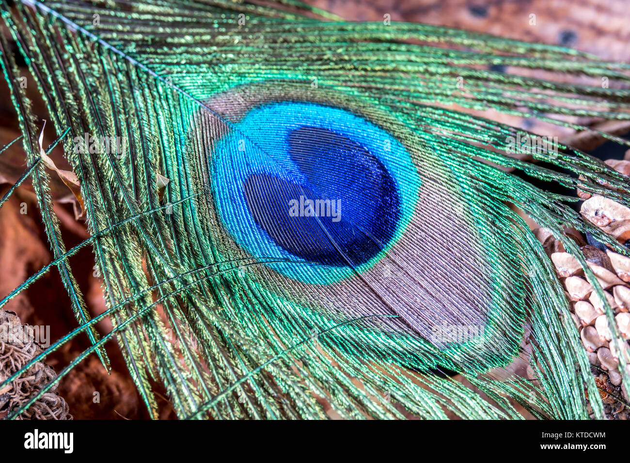 Single peacock feather hi-res stock photography and images - Alamy