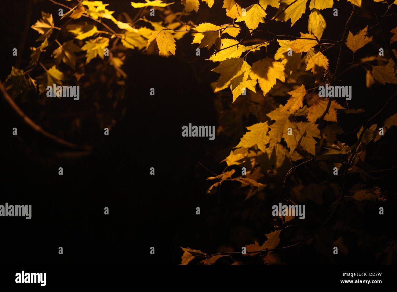 maple leaf in dark Stock Photo - Alamy