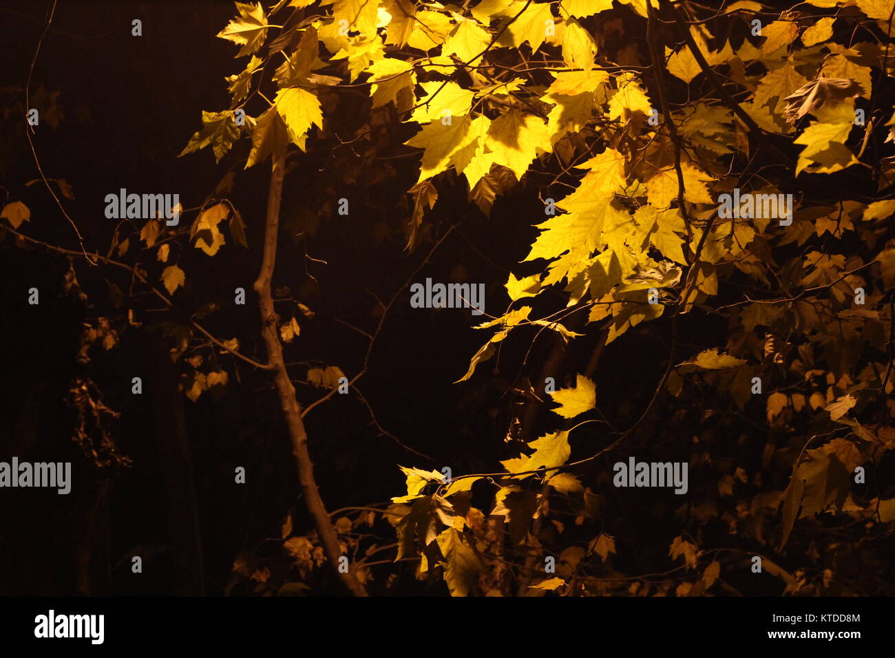 maple leaf in dark Stock Photo - Alamy
