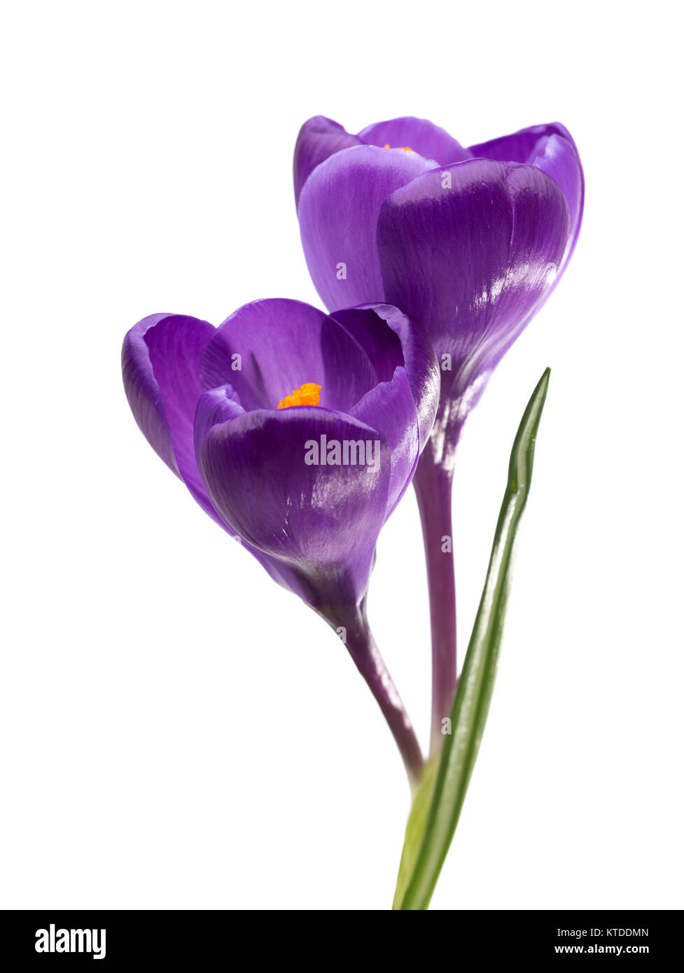 Two flowers of crocus isolated on white background Stock Photo - Alamy