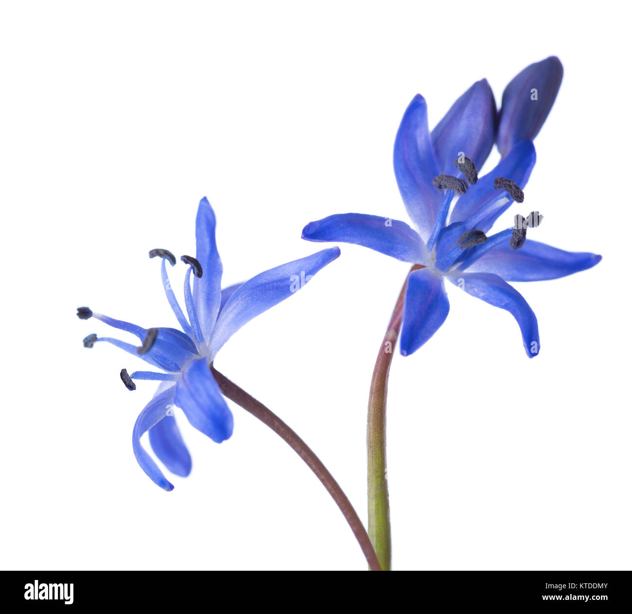 Scilla Flower Cut Out Stock Images & Pictures - Alamy
