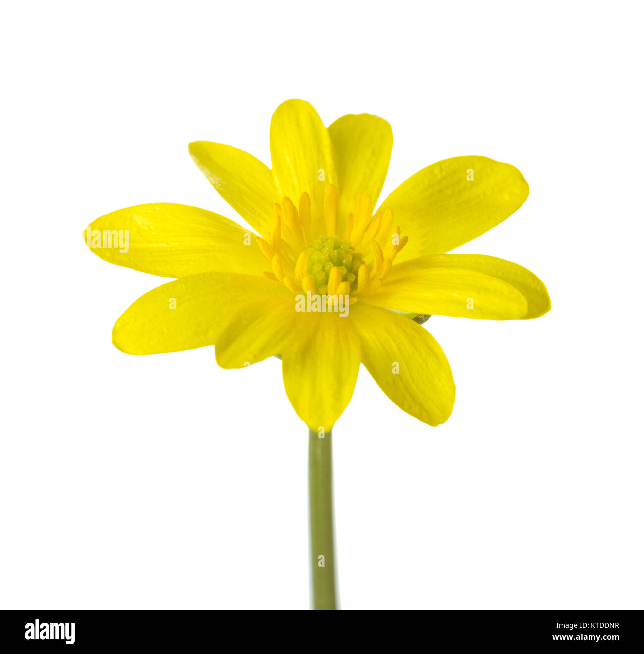 Yellow flower (Caltha palustris) isolated on white background Stock ...