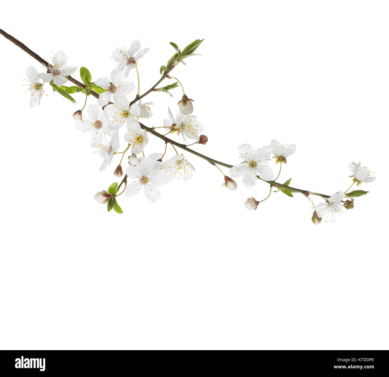 Single cherry blossom Cut Out Stock Images & Pictures - Alamy