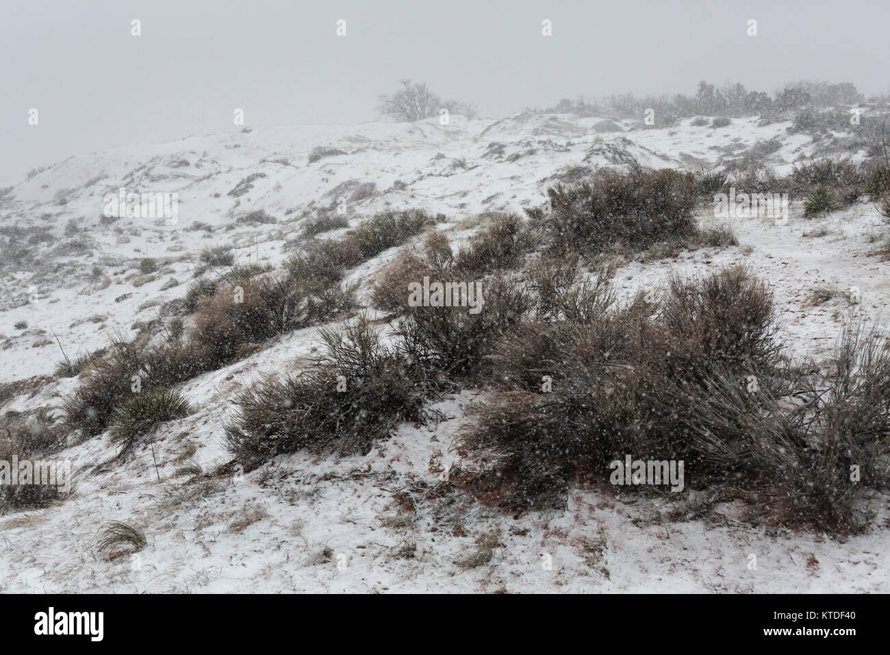 Snow falling on the dunes of Coral Pink Sand Dunes State Park, Utah ...