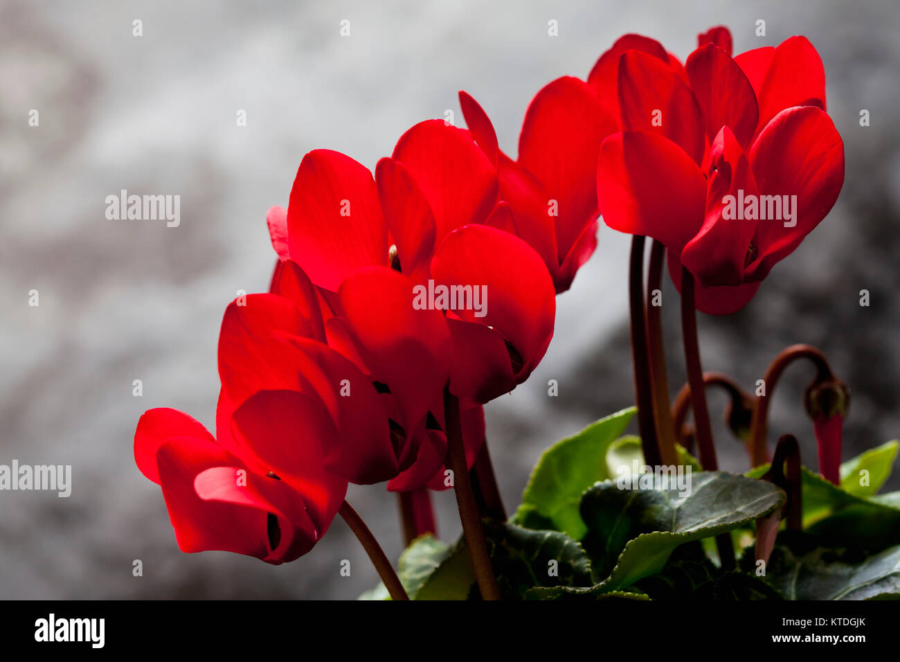 Red cyclamen flower hi-res stock photography and images - Alamy