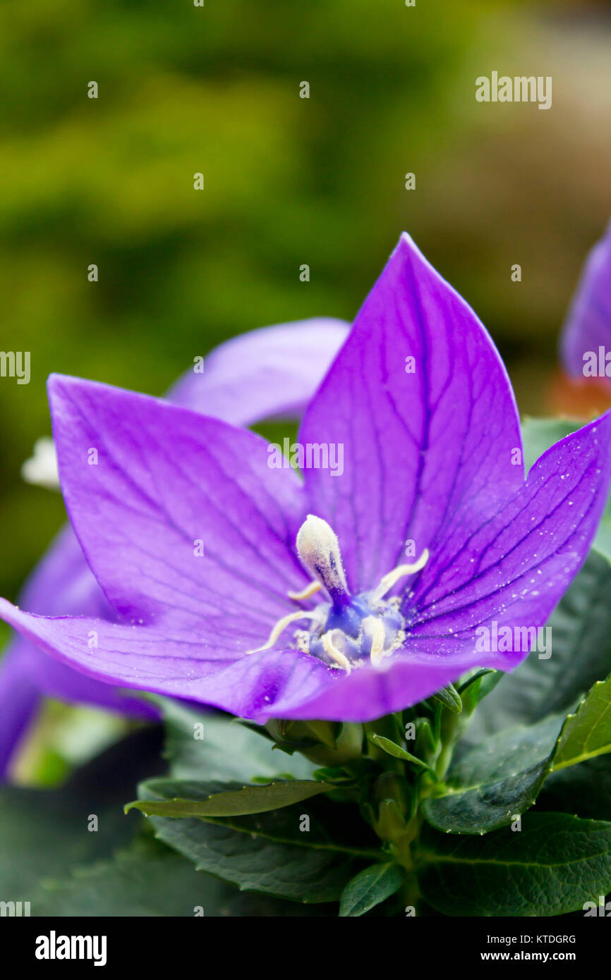 Balloon flower hi-res stock photography and images - Alamy
