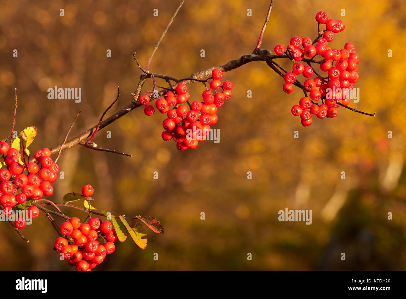 Rowan tree berries, Vesteralen, Nordland, Norway Stock Photo - Alamy