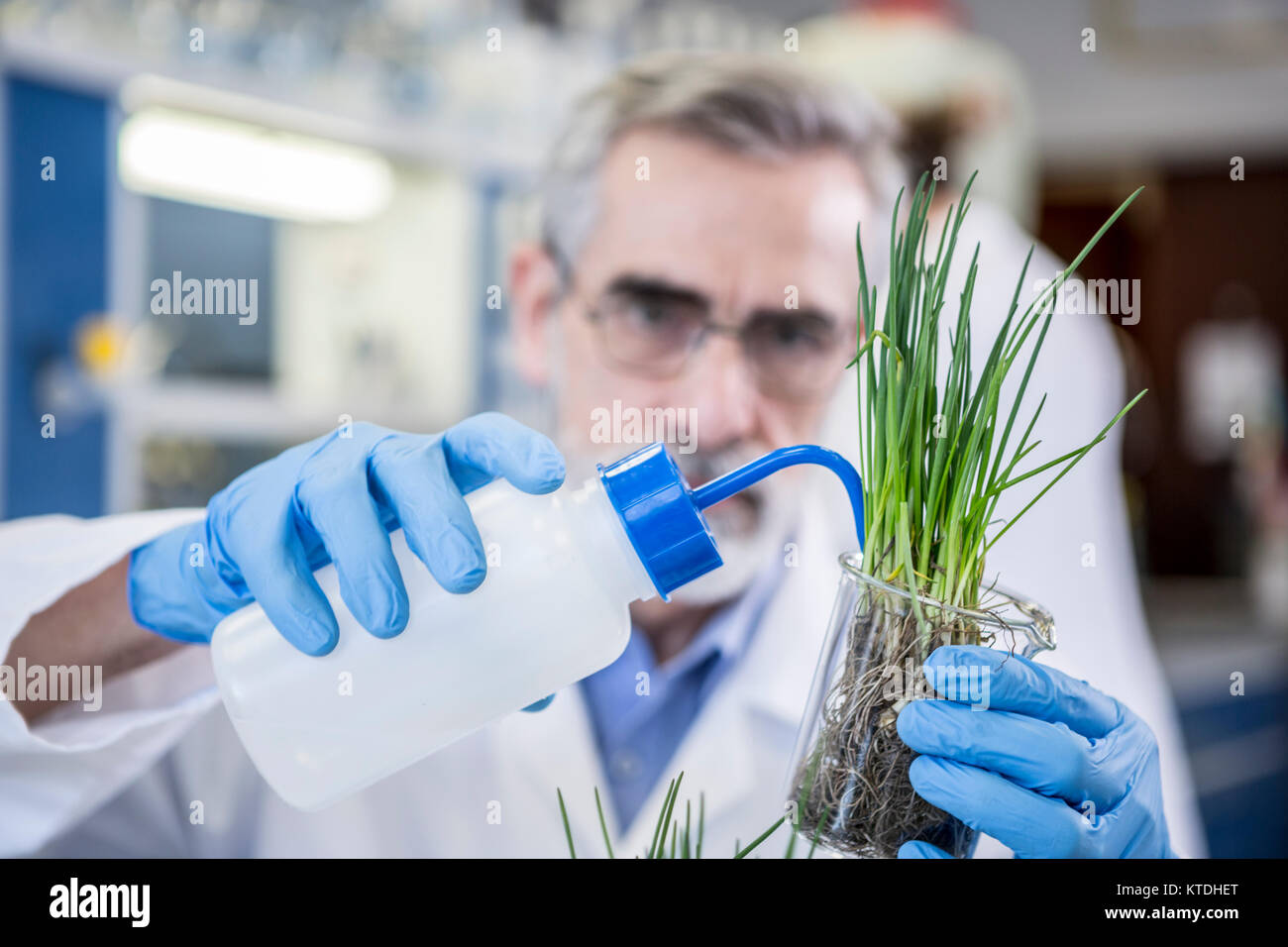 Scientist in lab watering plant Stock Photo - Alamy