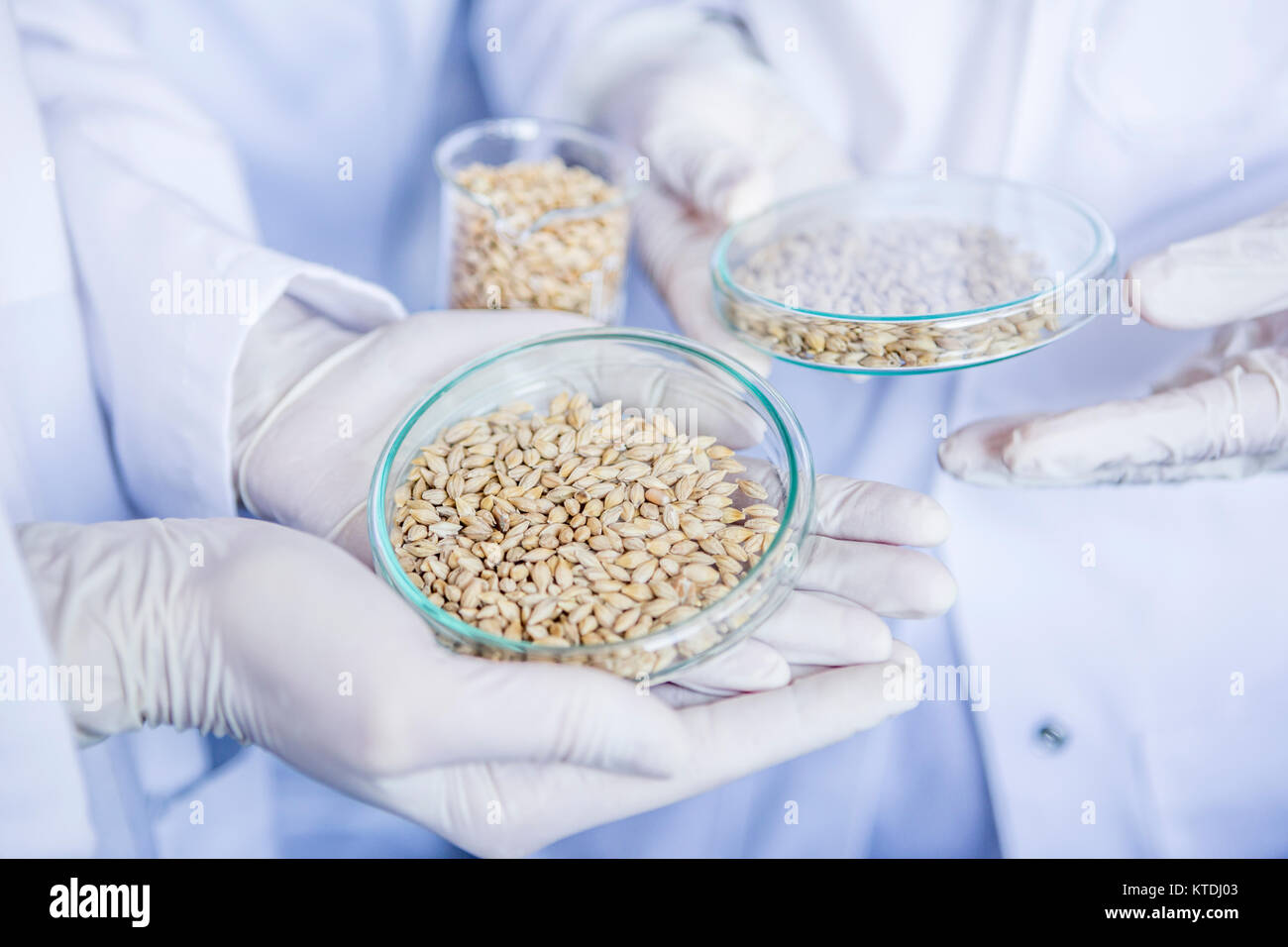 Scientists in lab holding grain samples Stock Photo - Alamy