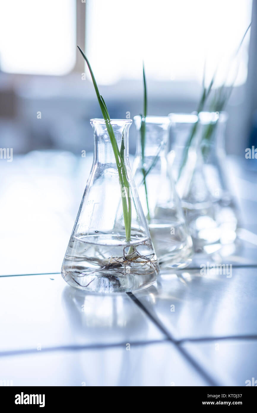 Plant seedlings in beakers in lab Stock Photo - Alamy