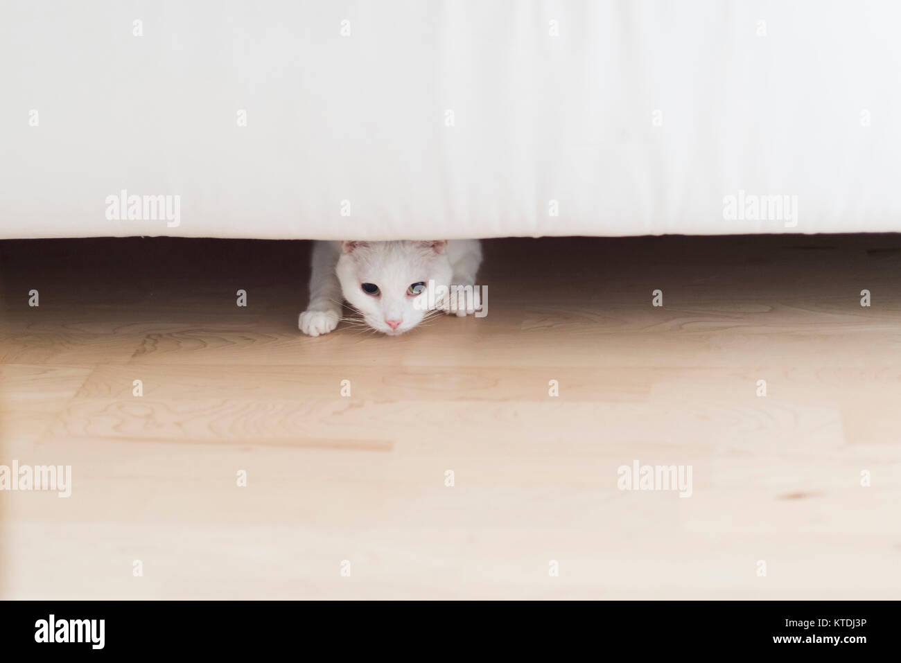 White cat crouching under the couch at home Stock Photo - Alamy