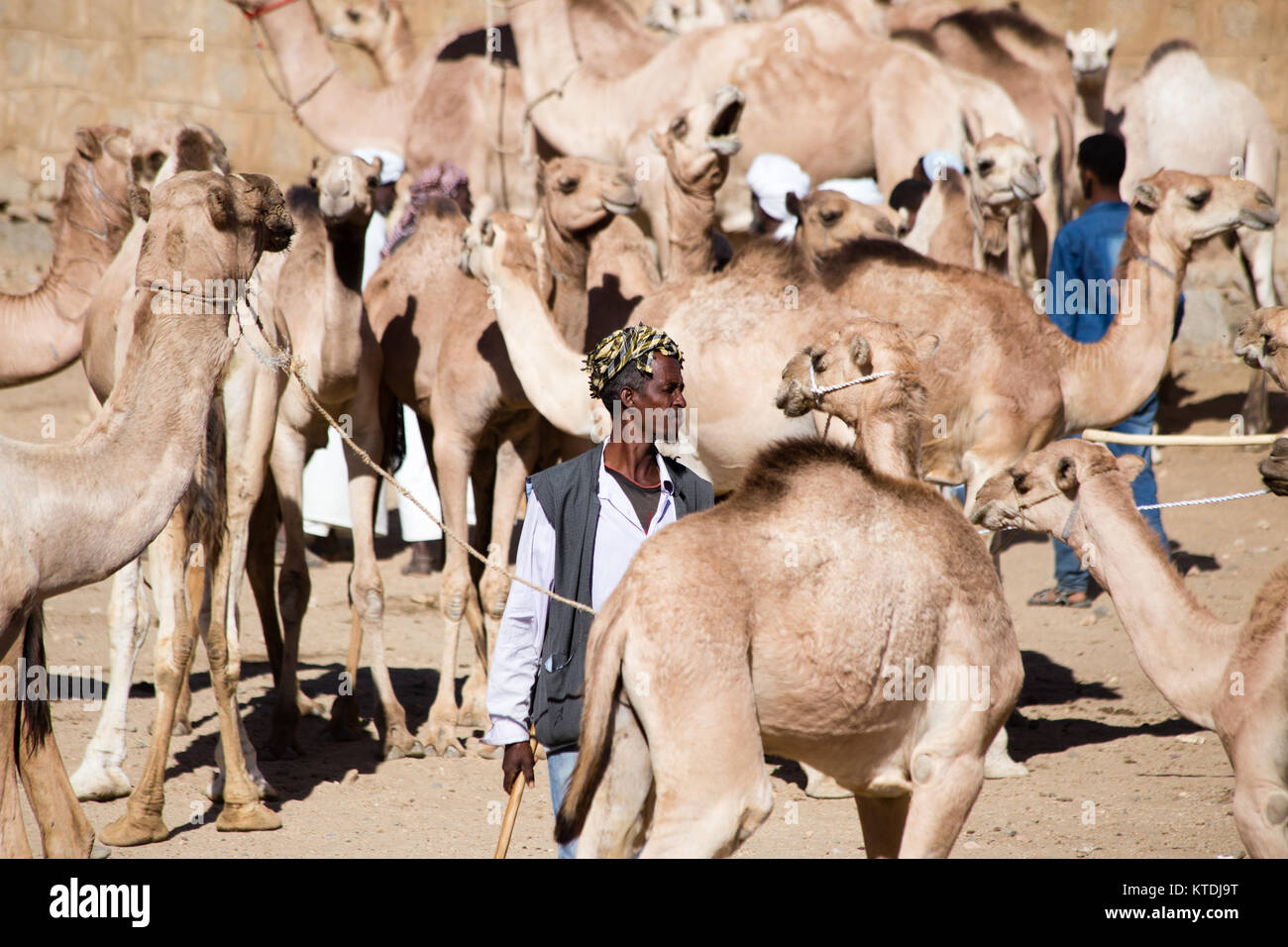 Keren Camel Market in Eritrea's Anseba Region Stock Photo - Alamy