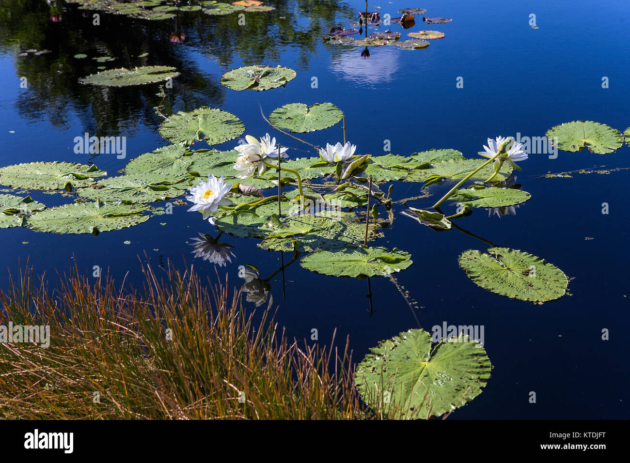 Waterlilies in a botanical garden, in Naples, Florida, united states ...