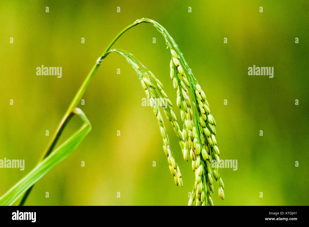 Rice plant from Andaman islands Stock Photo - Alamy