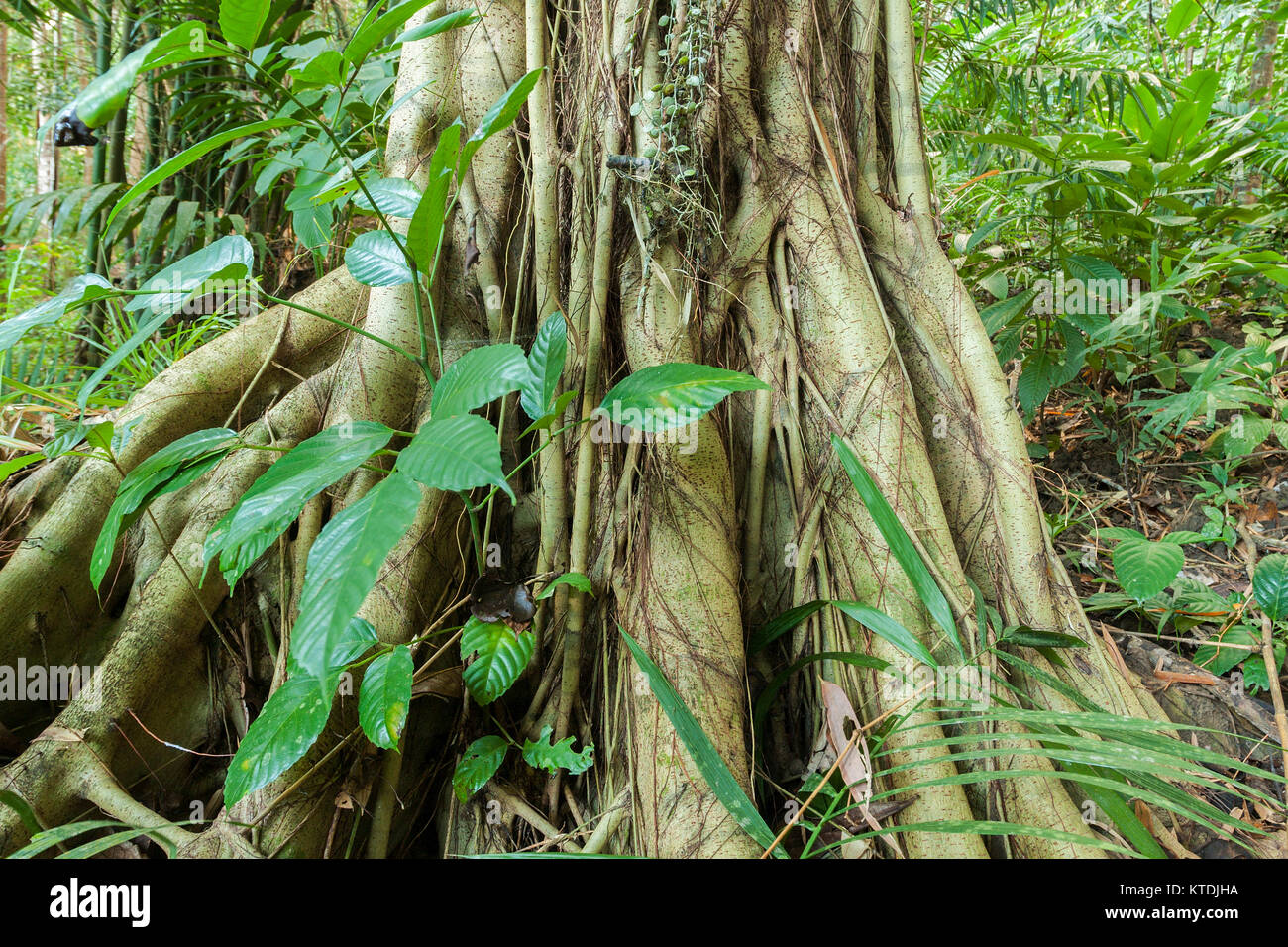 Rainforest butress roots hi-res stock photography and images - Alamy