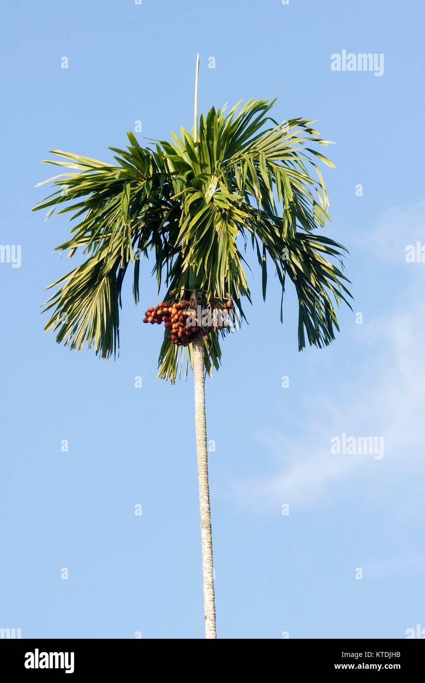 Areca palm from Andaman islands Stock Photo - Alamy