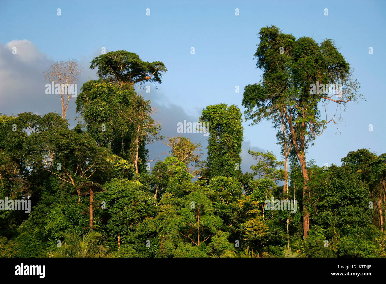 Trees in the rainforest in Andaman islands Stock Photo - Alamy
