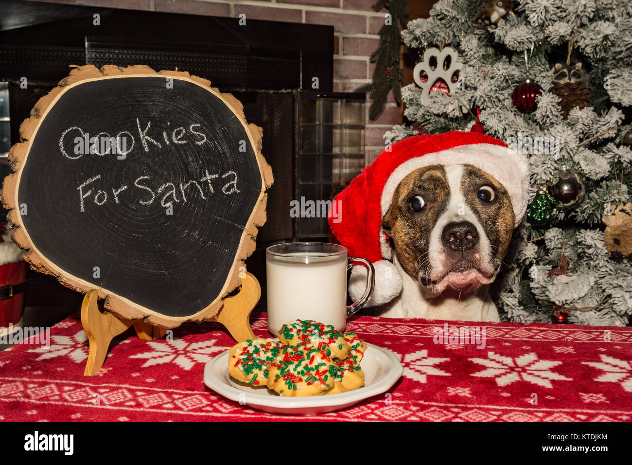 Merry Christmas Pitbull Puppies