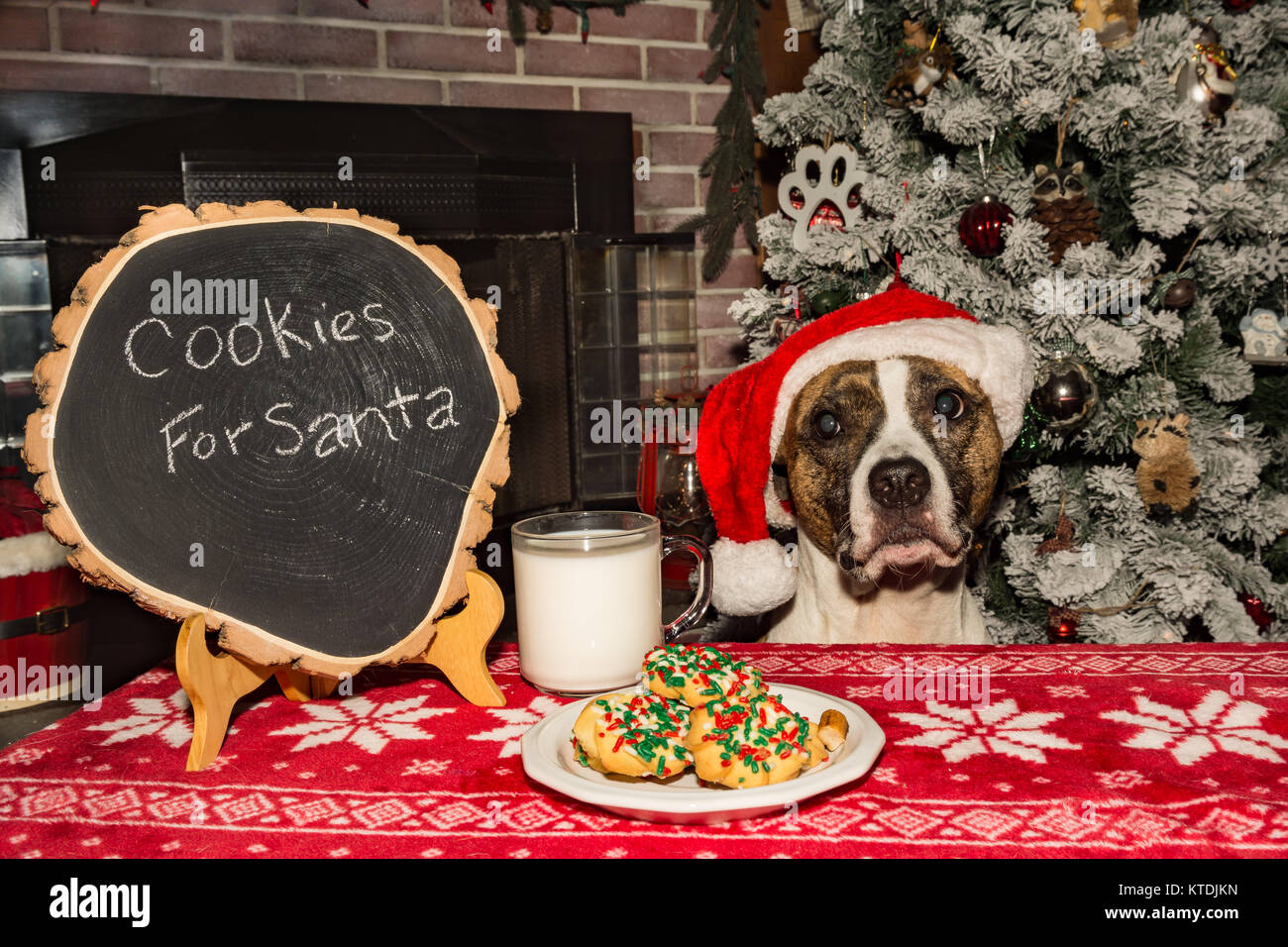 Father christmas dog hi-res stock photography and images - Alamy