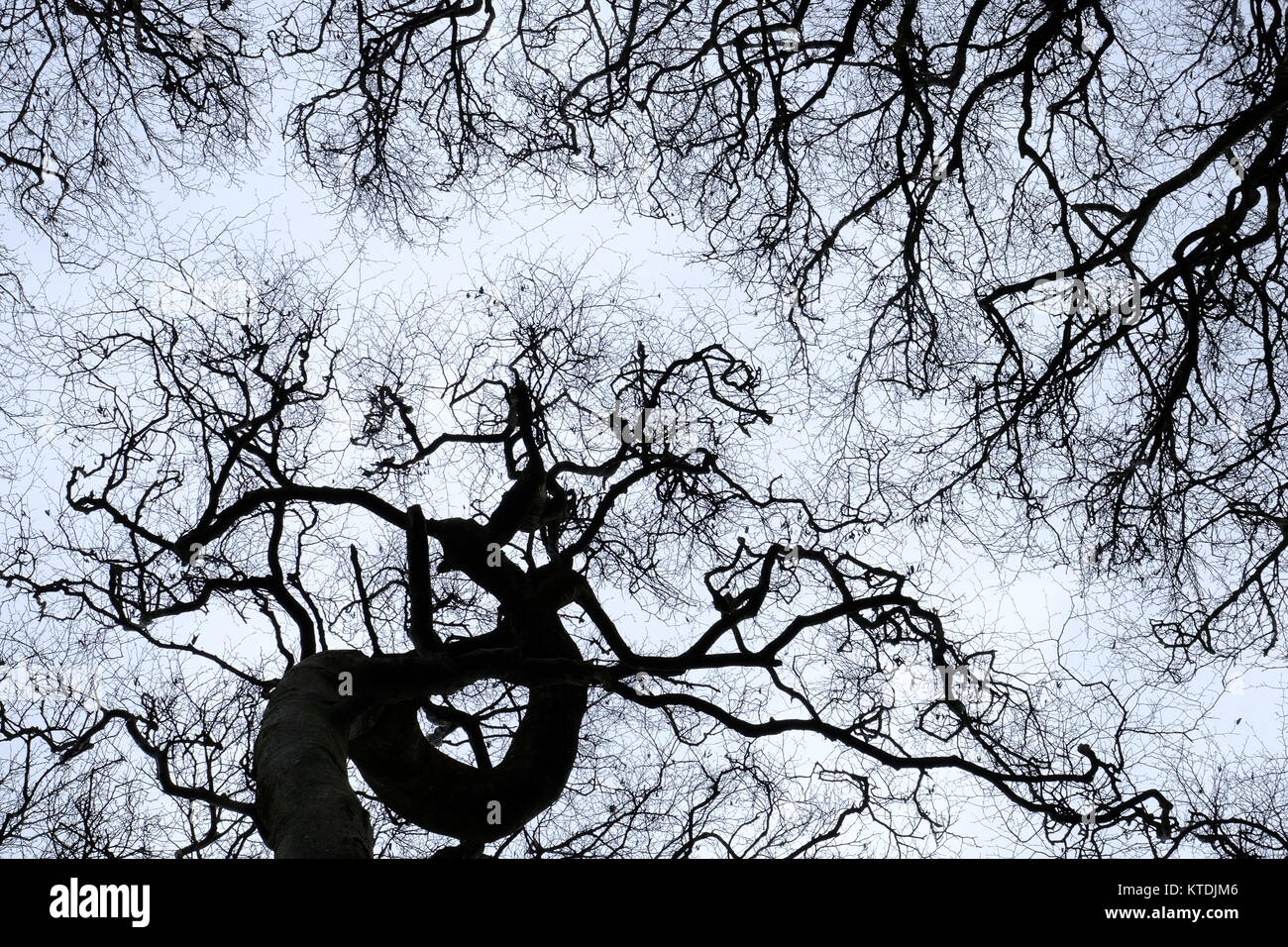 Canopy of the beech trees of The Dark Hedges in Northern Ireland Stock ...
