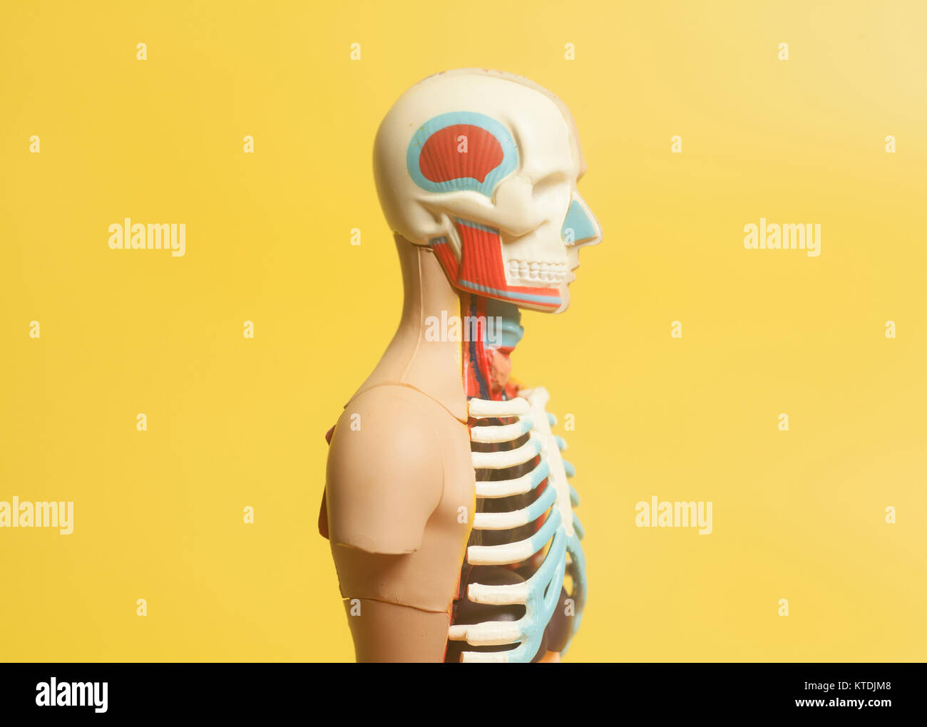 Human Body Anatomy Model on a yellow background Stock Photo - Alamy