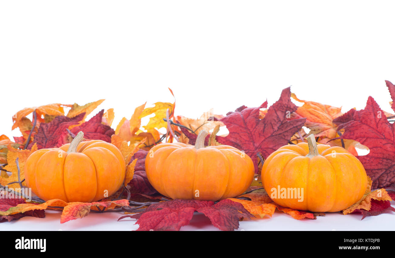 Autumn mini pumpkins leaves hi-res stock photography and images - Alamy