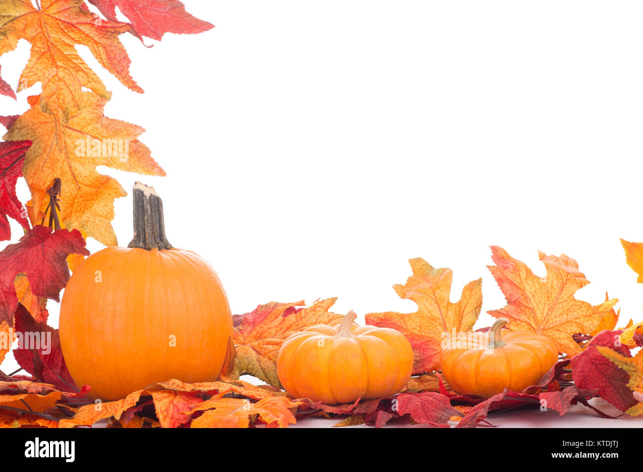 Colorful autumn decoration on a white background Stock Photo - Alamy