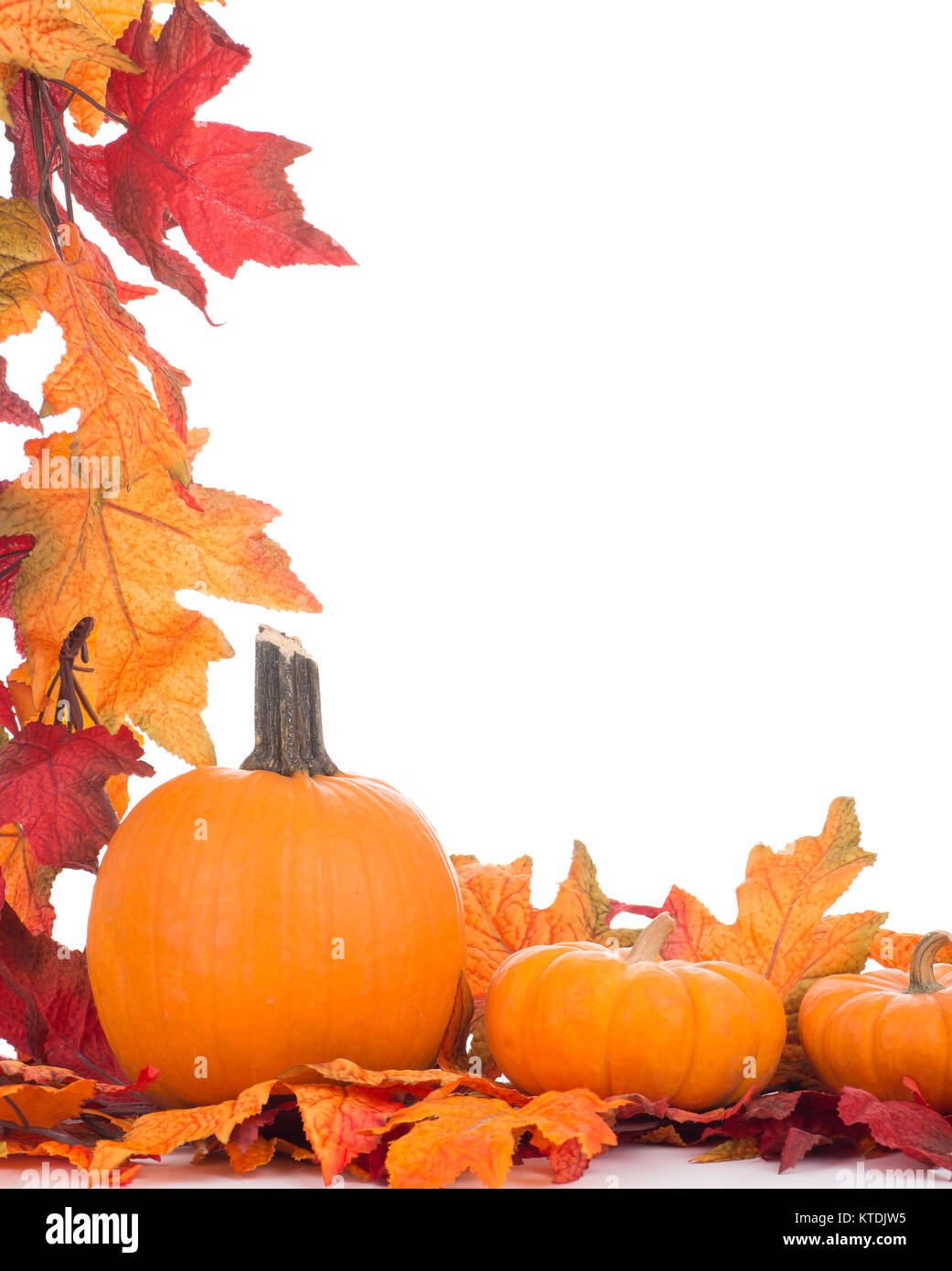 Colorful autumn decoration on a white background Stock Photo - Alamy