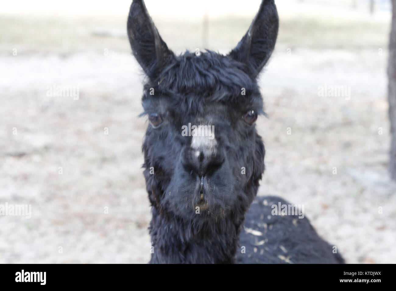 Portrait of a baby Alpaca Stock Photo - Alamy
