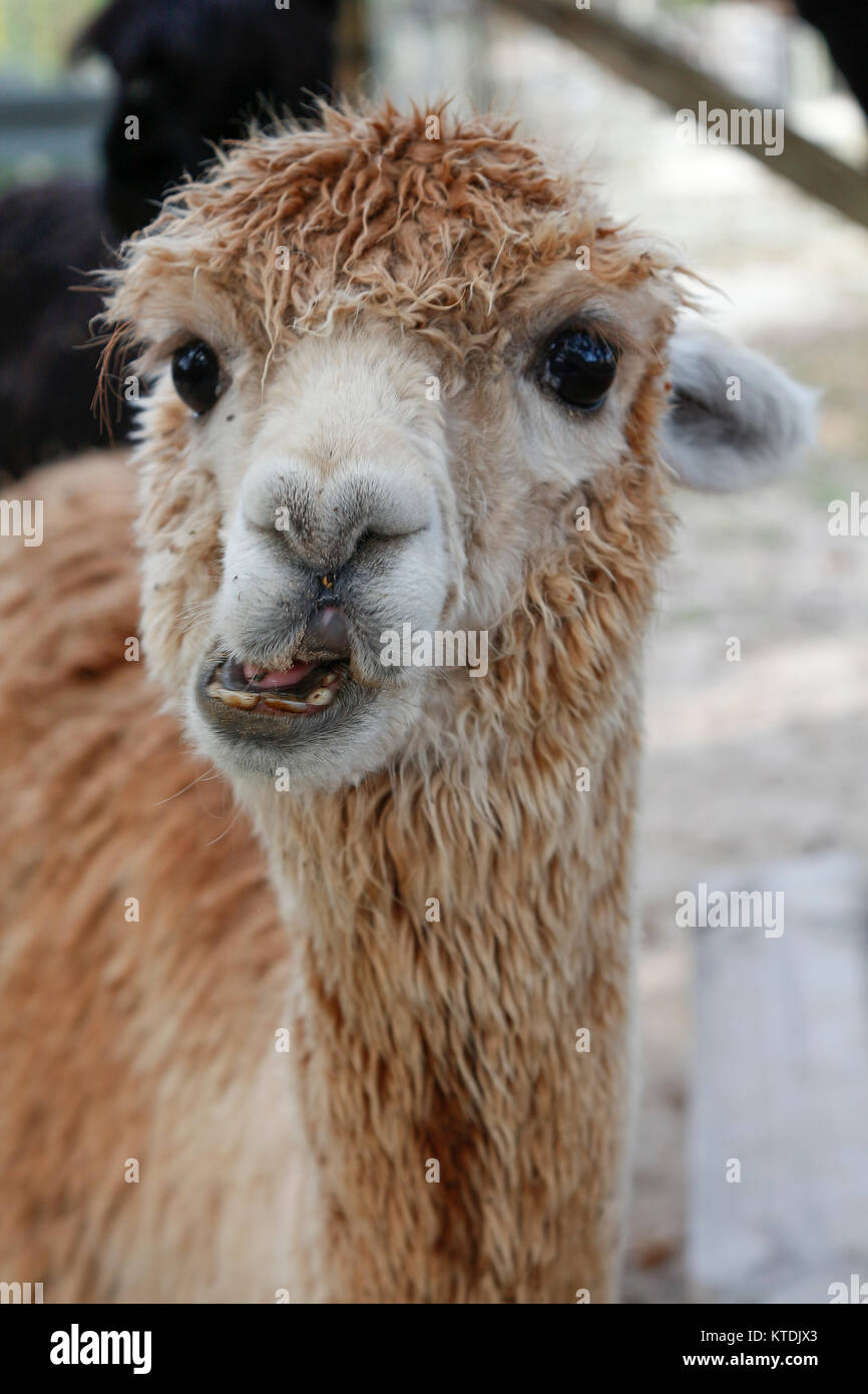 Baby Alpaca Face