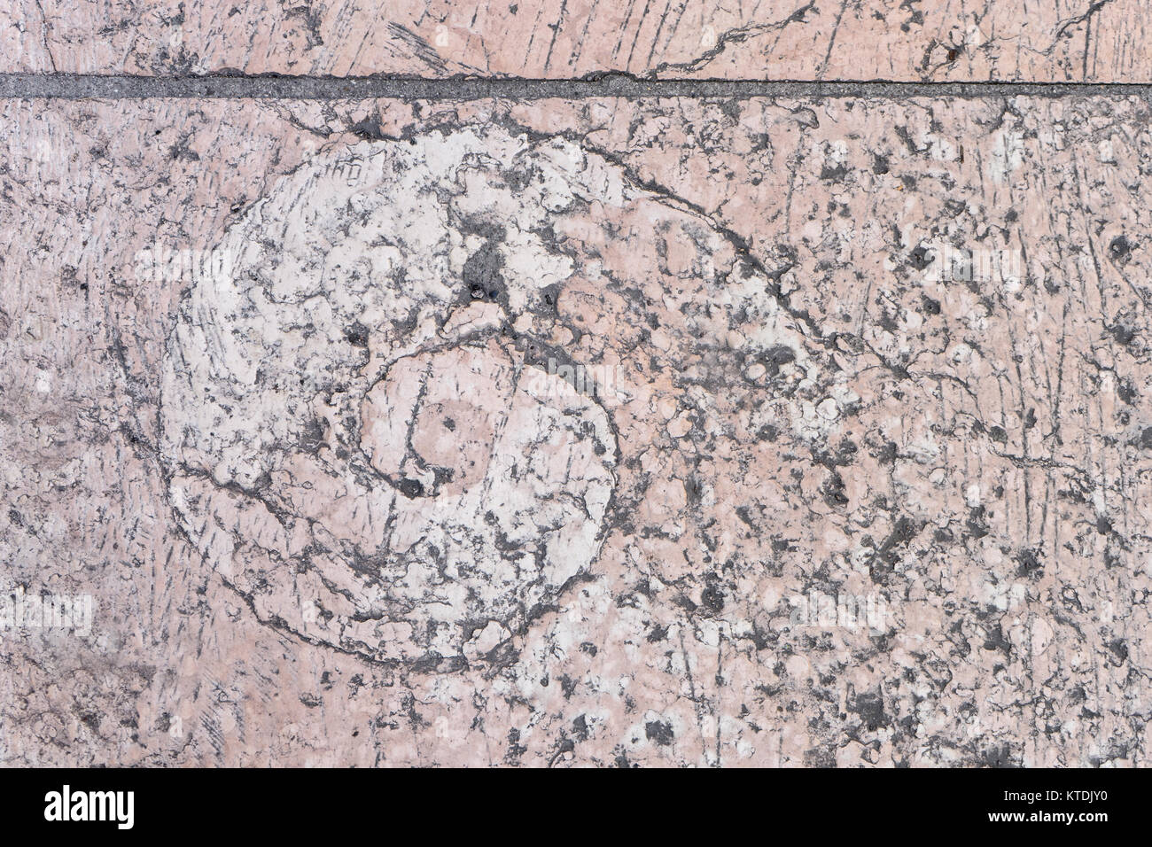 Ammonite in a pink pavement in Verona in Italy Stock Photo - Alamy