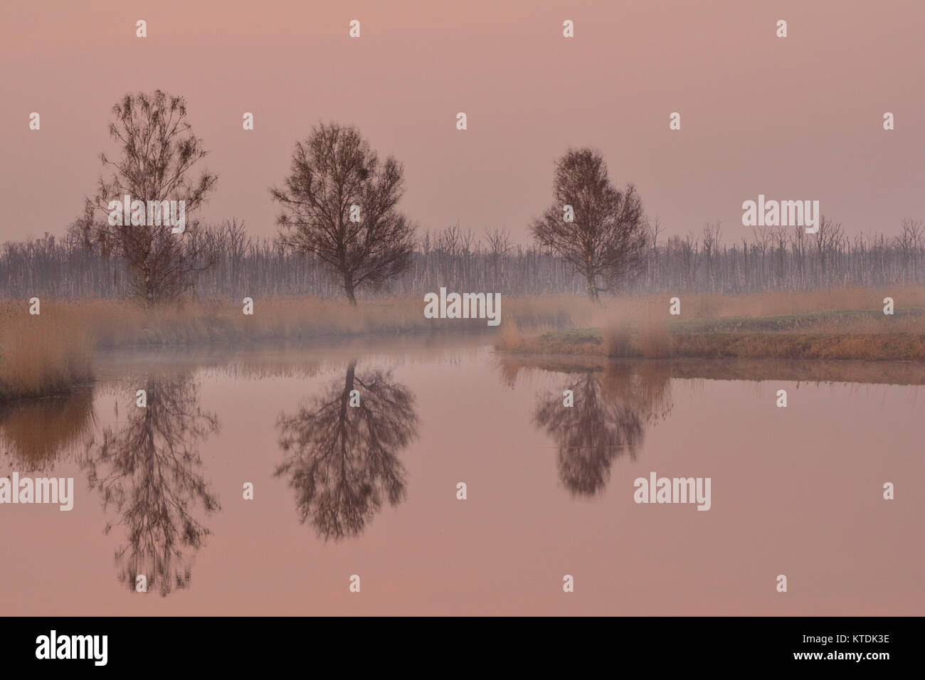 Trees reflected in water Stock Photo - Alamy