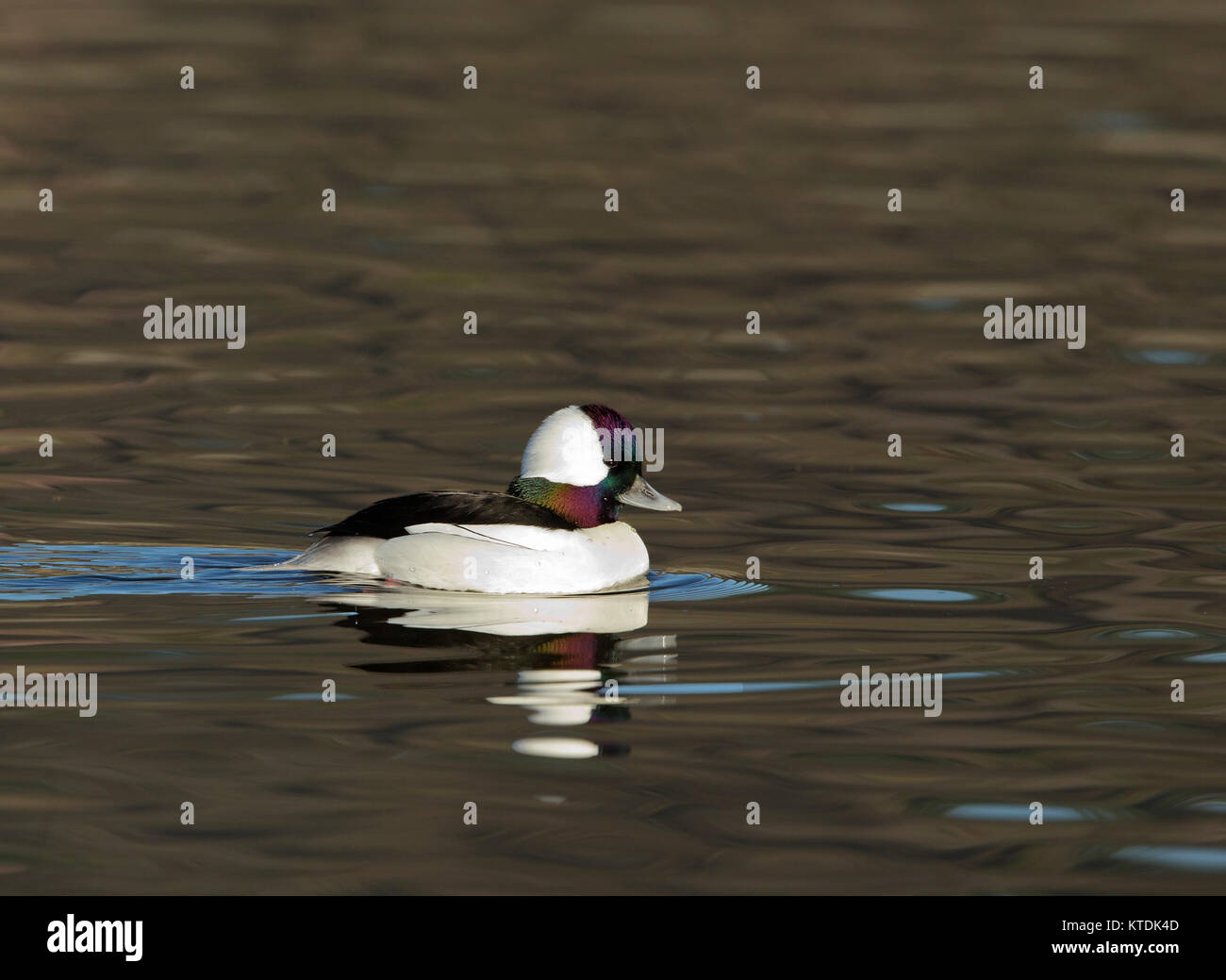 Bufflehead male showing head colors hi-res stock photography and images ...