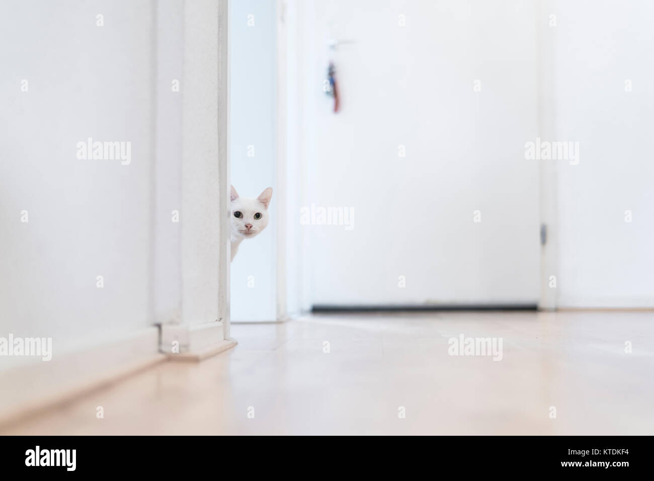 White cat at home Stock Photo - Alamy