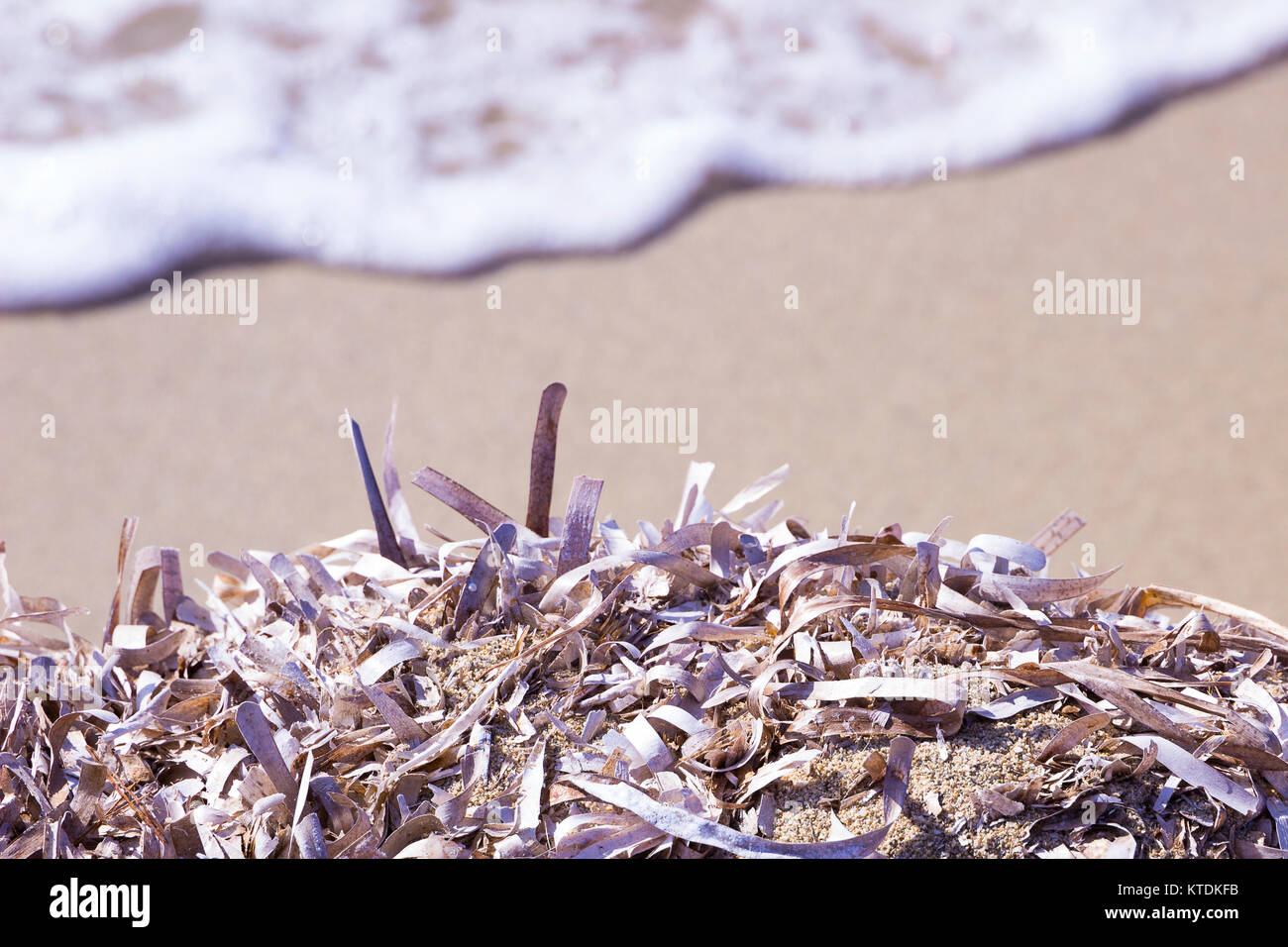 Dead seagrass hi-res stock photography and images - Alamy