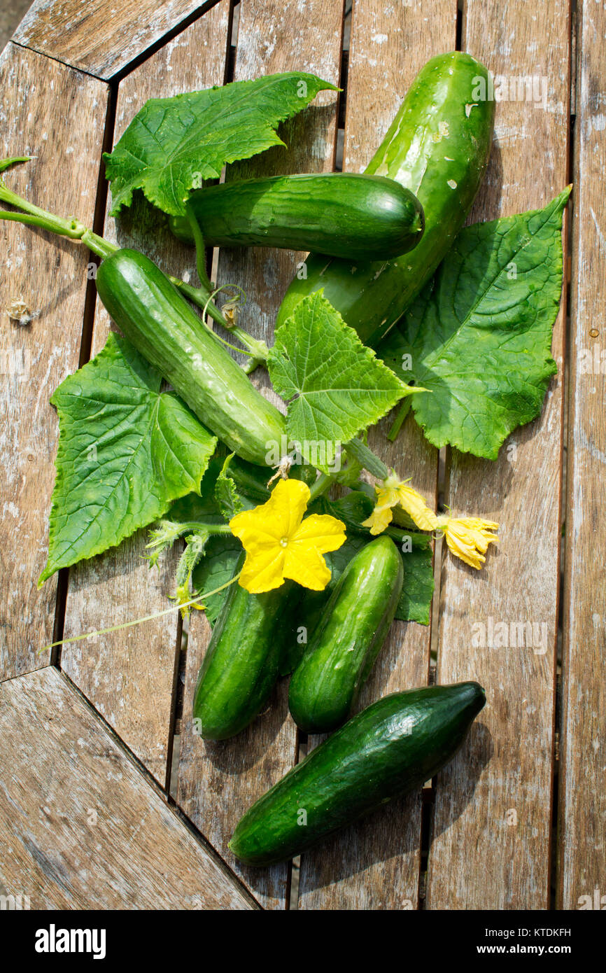 Organic mini cucumbers Stock Photo - Alamy