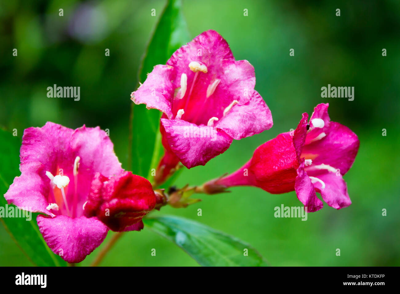 Three pink Weigelas Stock Photo - Alamy