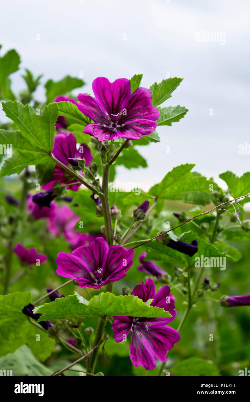 Malva image hi-res stock photography and images - Alamy