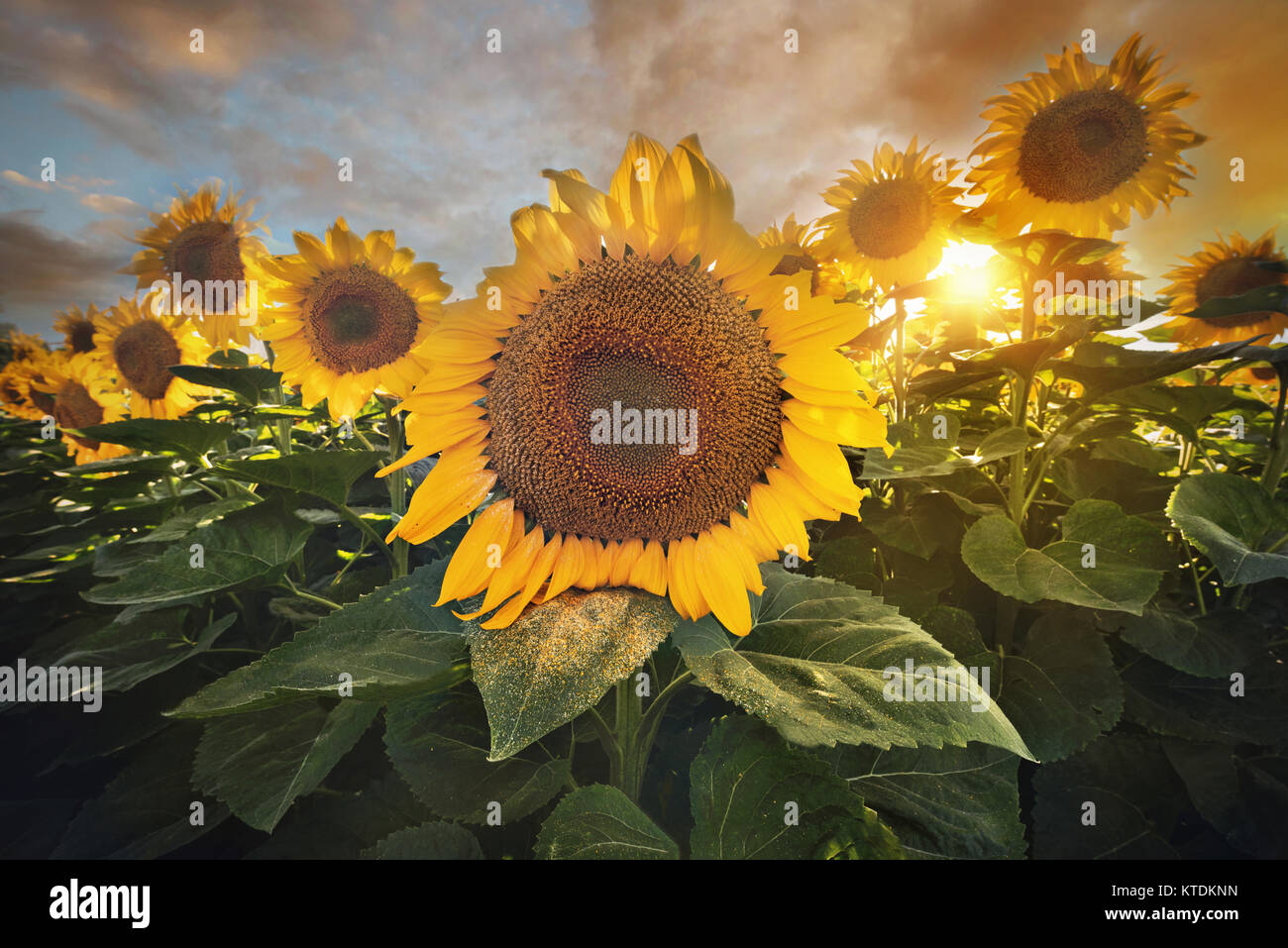 Spain, sunflower field at sunset Stock Photo - Alamy