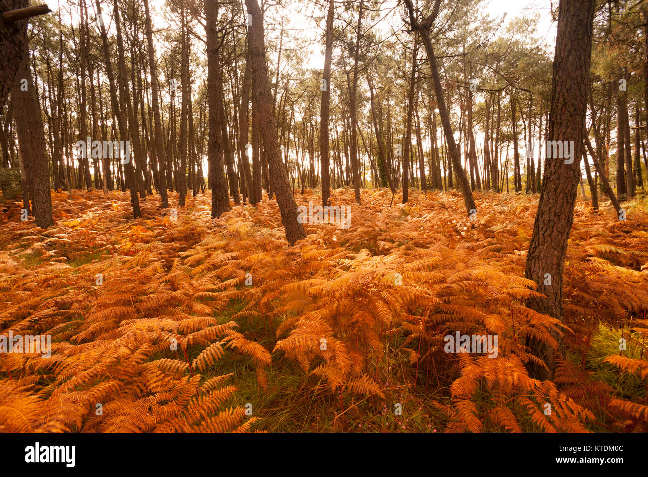 France, Bretagne, autumnal forest Stock Photo - Alamy