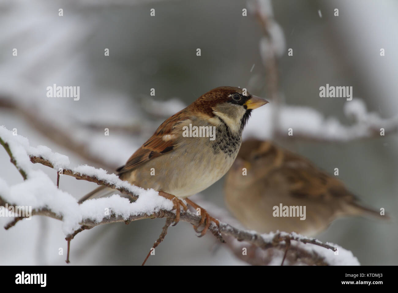Tree sparrow british isles hi-res stock photography and images - Alamy