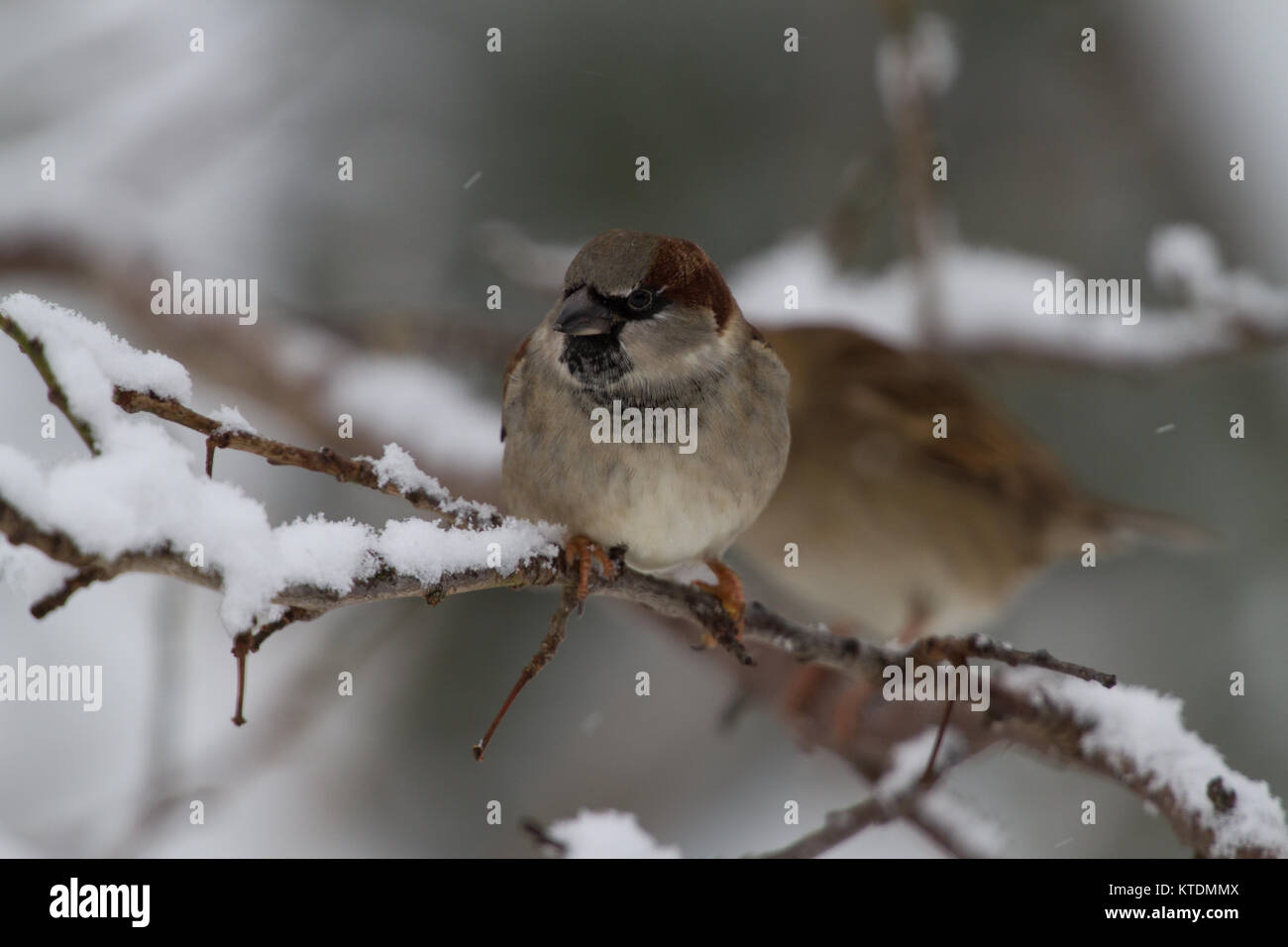 Tree sparrow british isles hi-res stock photography and images - Alamy