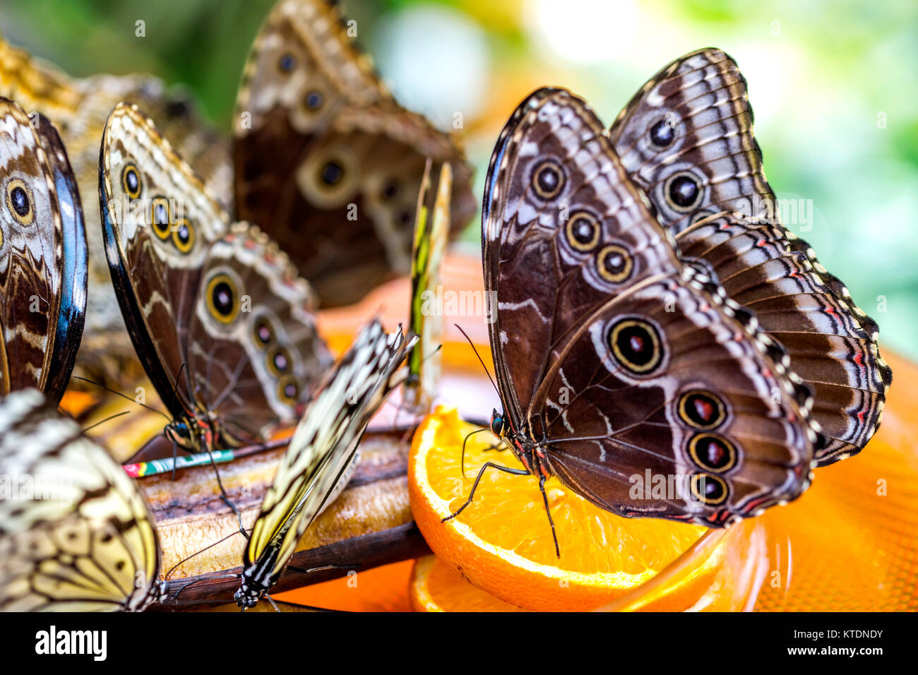 Butterflies of germany hi-res stock photography and images - Alamy