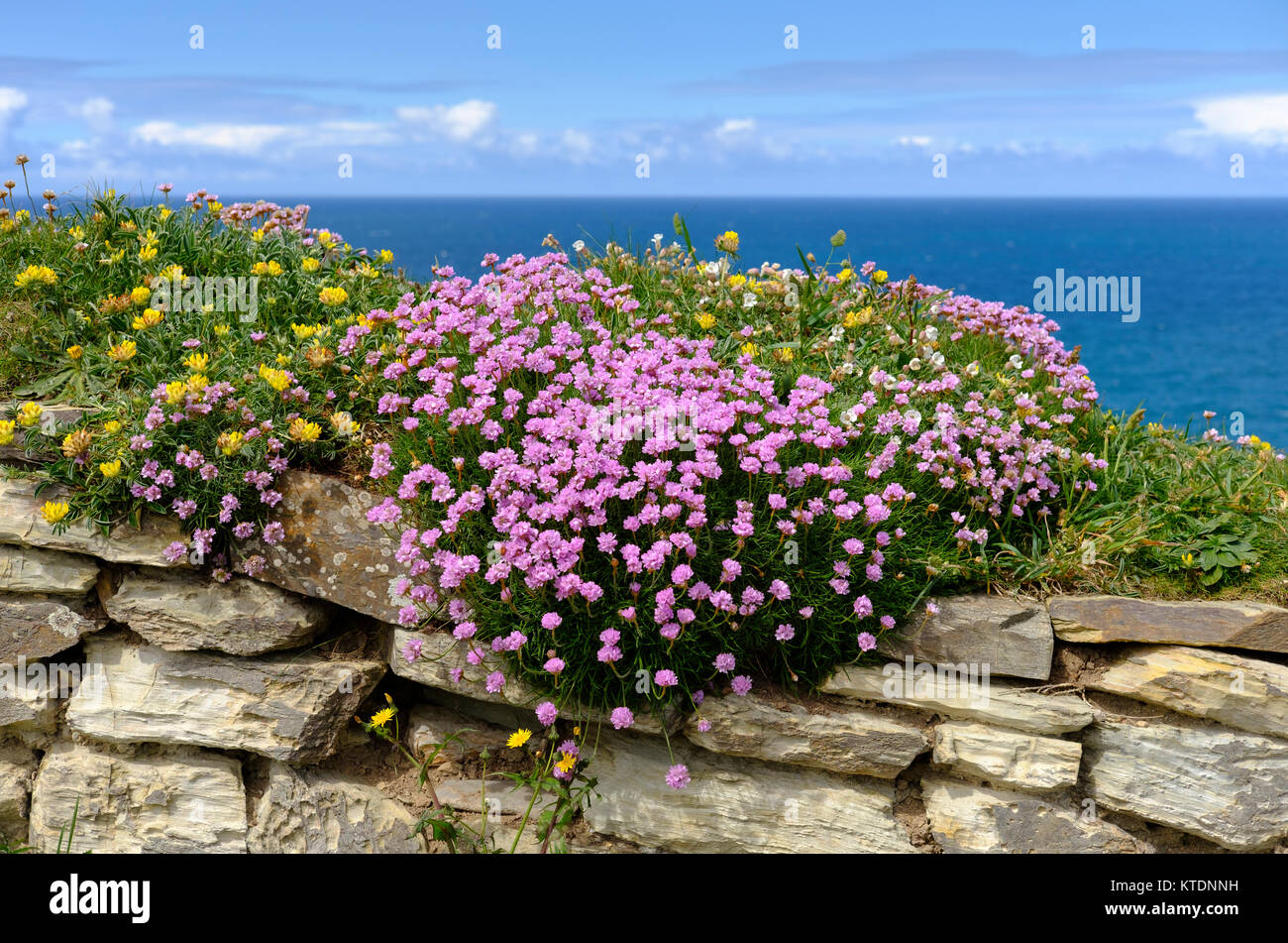 Marsh daisies on natural stone wall hi-res stock photography and images ...
