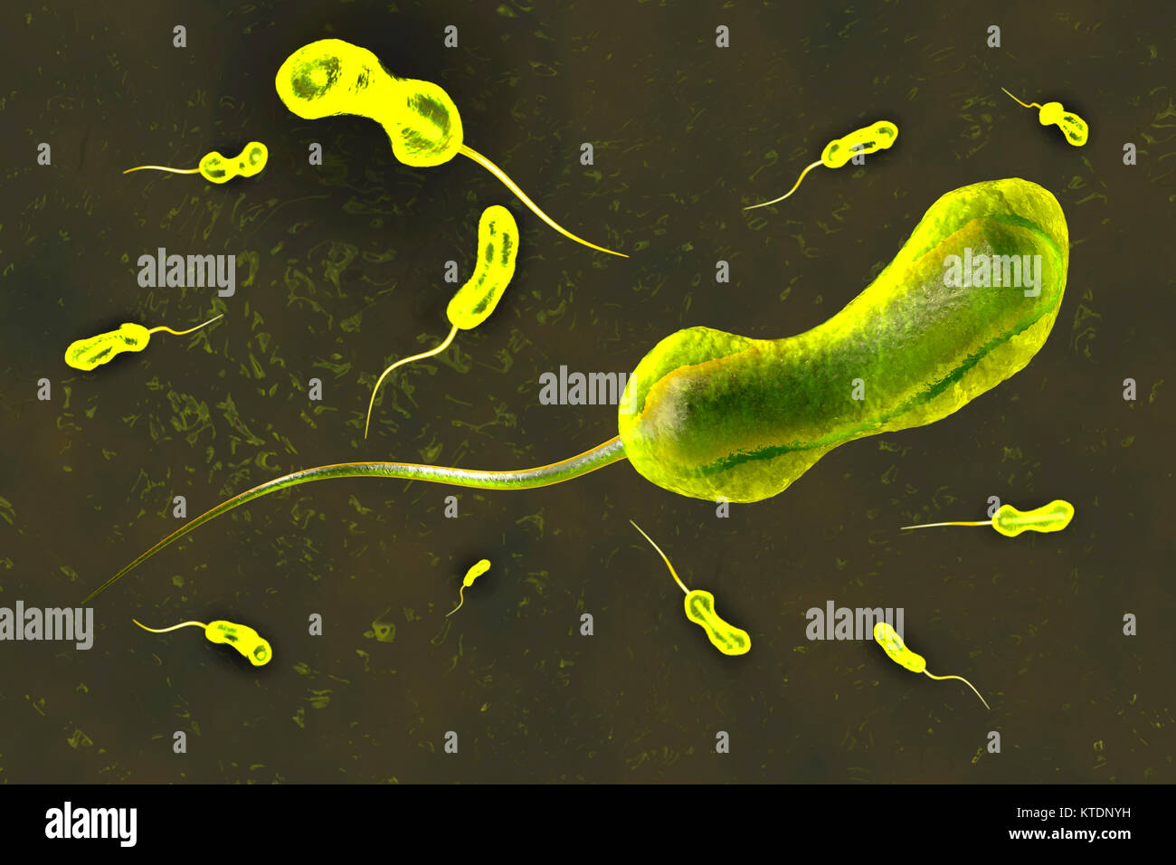 Cholera High Resolution Stock Photography and Images - Alamy